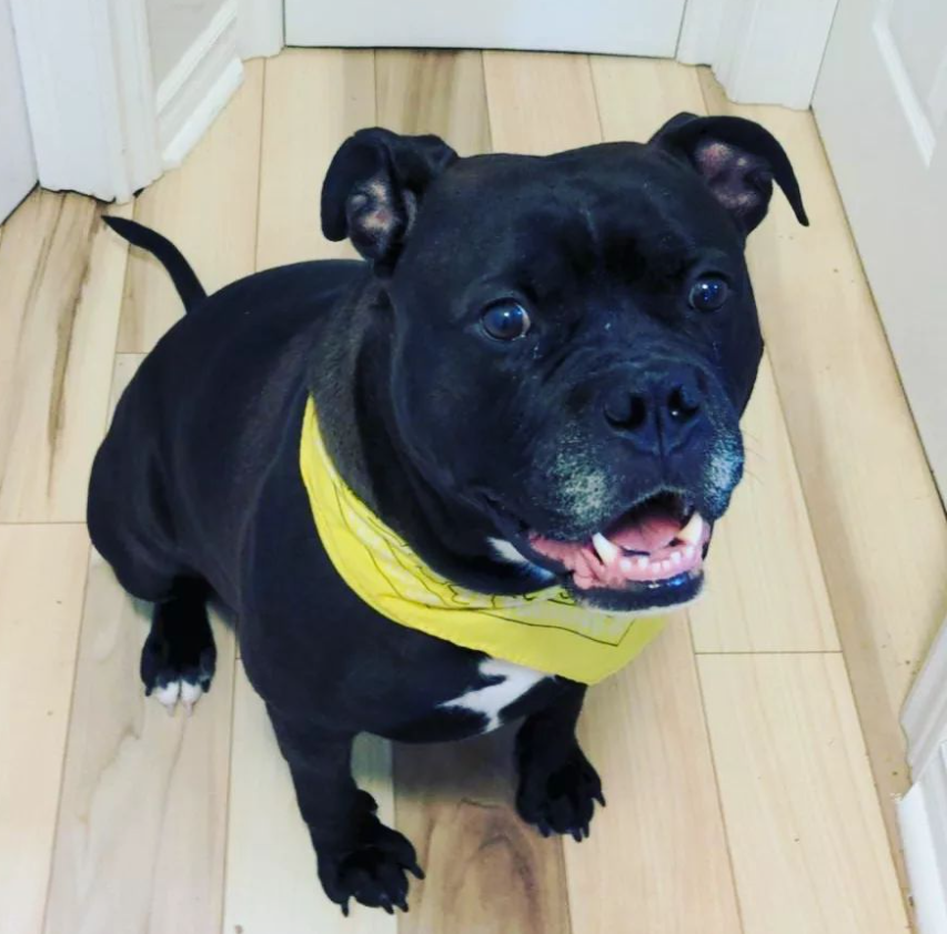 Crixus My Dog – AFC Kidz Art™